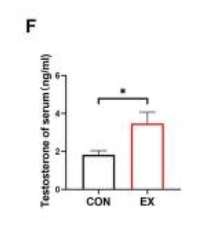 How to optimize gut health for high testosterone » TESTONATION